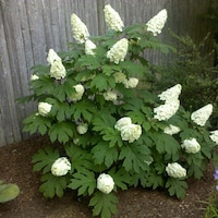 Hydrangea Quercifolia 'pee Wee' - Dwarf Oakleaf Hydrangea - 4" Pot Size ...