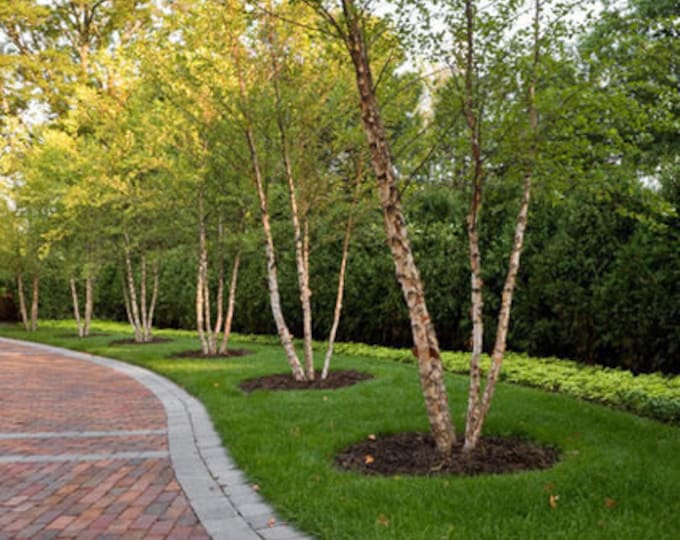 River Birch MULTI Stem Tree (betulanigra) - Etsy
