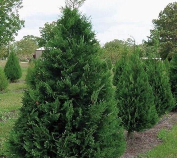 Murray Cypress 2.5 Pot 6-12 Tall - Etsy