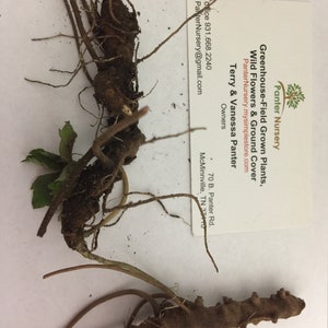 WILD GERANIUM 5 Roots - Etsy