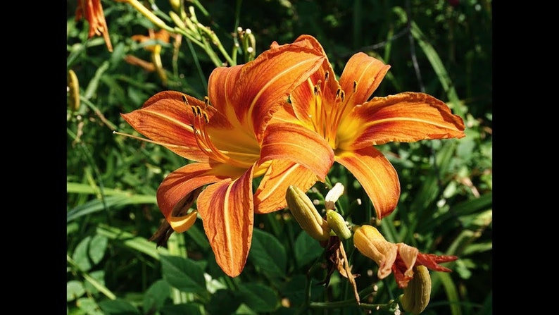 50 Wild Orange Daylily Fans/root Systems Ditch Lily - Etsy