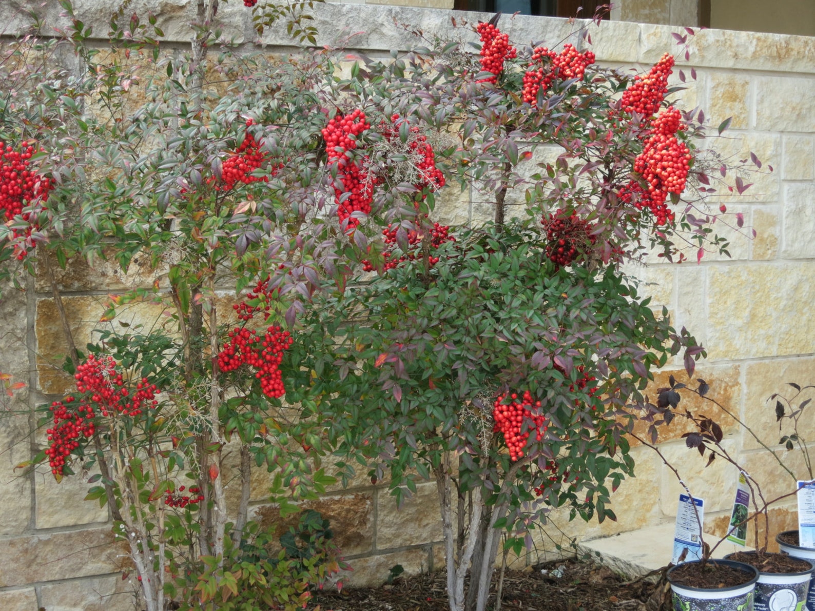 Domestic Nandina ( Heavenly Bamboo) - Etsy