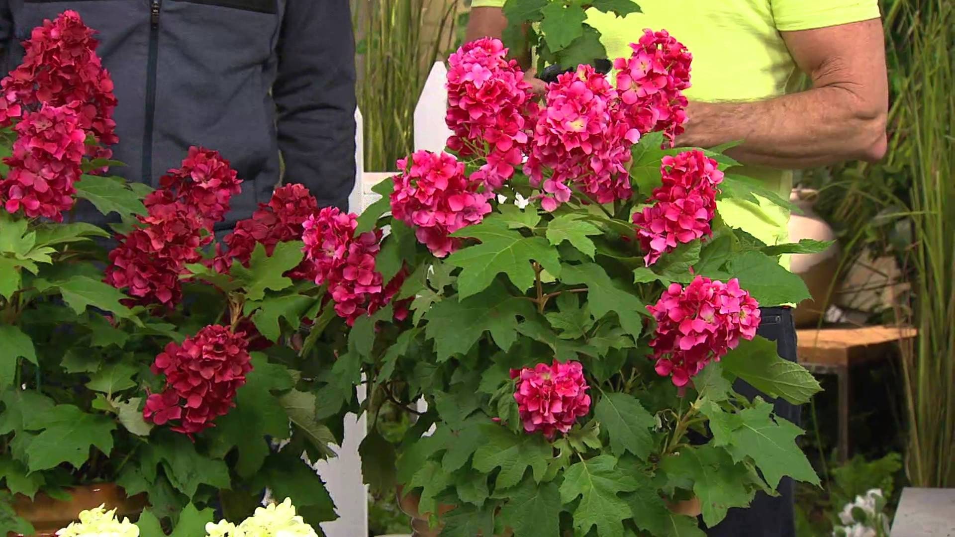 RUBY SLIPPERS Oakleaf Hydrangea Shrub - Etsy