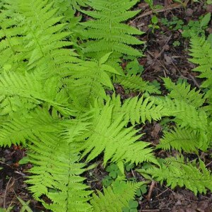 5 Hay Scented Fern Clumps (dennstaedtia Punctilobula) - Etsy