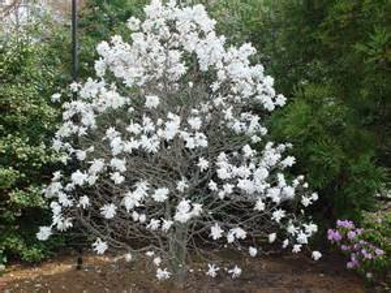 Star Magnolia Gallon Pot Magnolia Stellata - Etsy