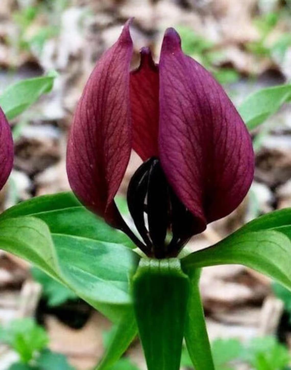 5 Purple Prairie Trillium Bulbs - Etsy