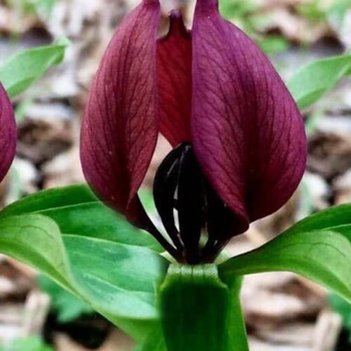 5 Purple Prairie Trillium Bulbs - Etsy