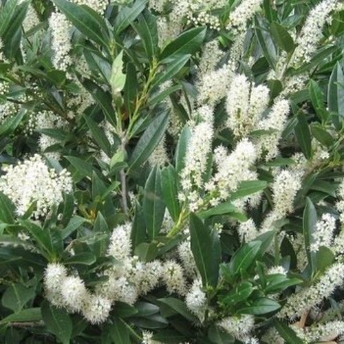 25 Schip Laurel Shrub-hedge prunus Laurocerasus - Etsy