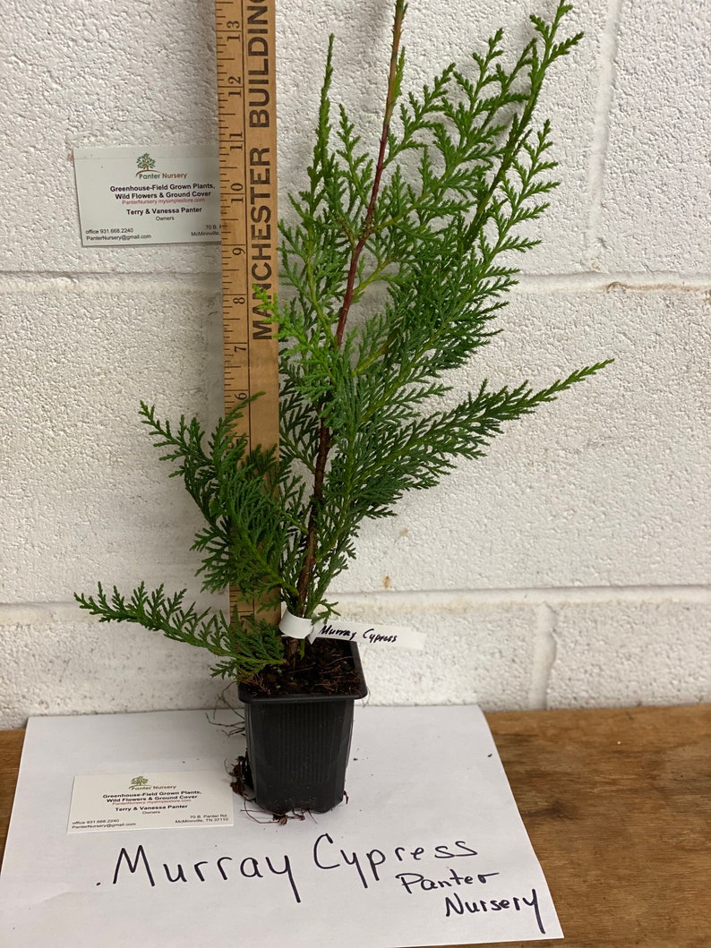 Murray Cypress 2.5 Pot 6-12 Tall - Etsy