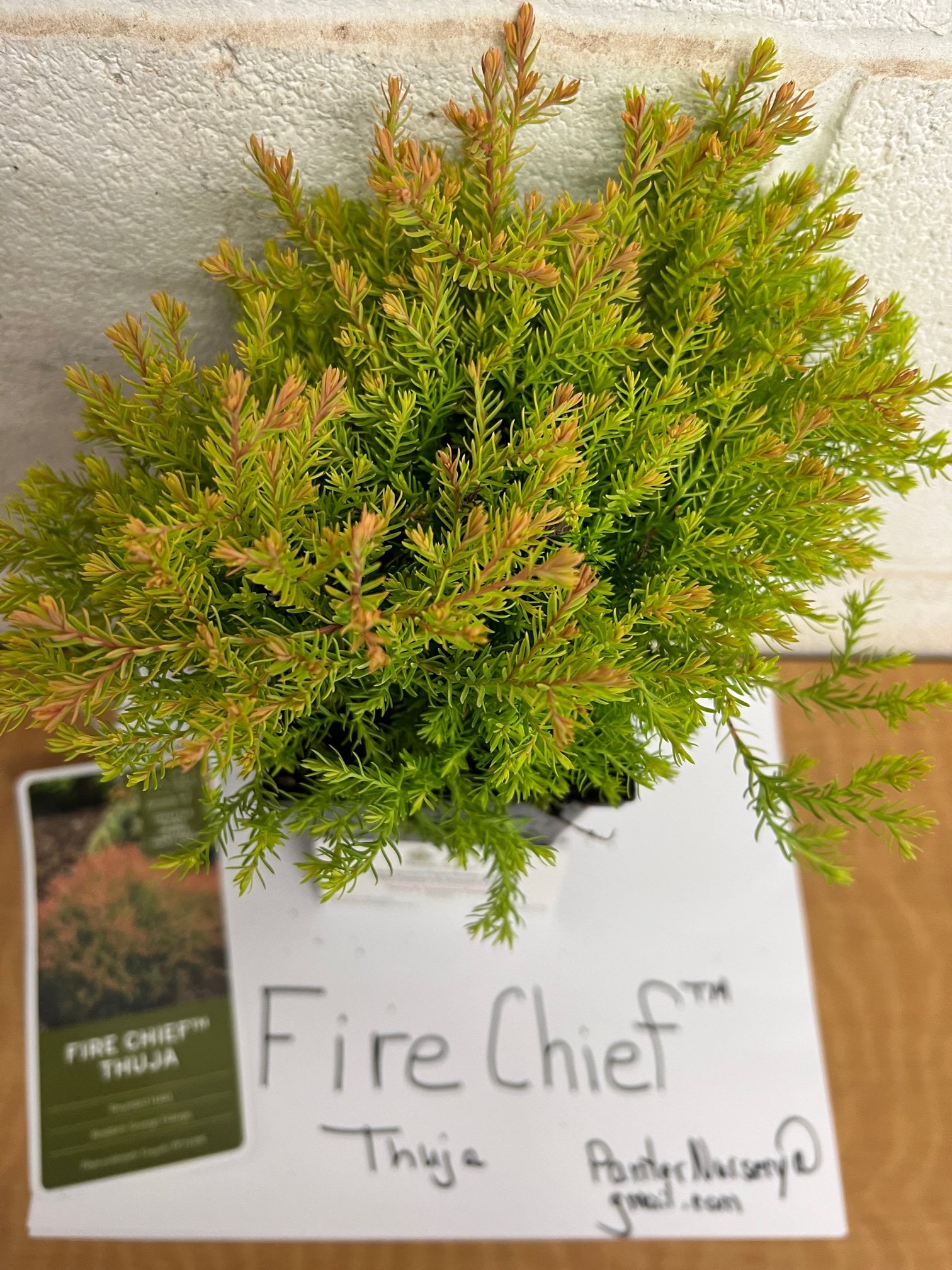 Fire Chief™ Globe Arborvitae 1 Qt Pot PP1909 - Etsy