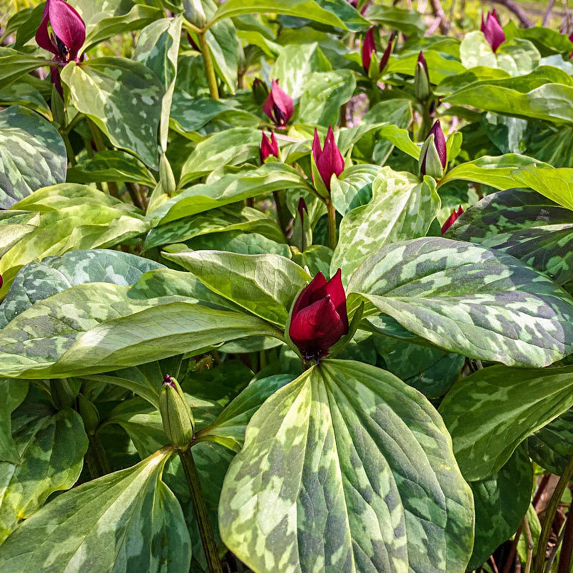 5 Purple Prairie Trillium Bulbs - Etsy