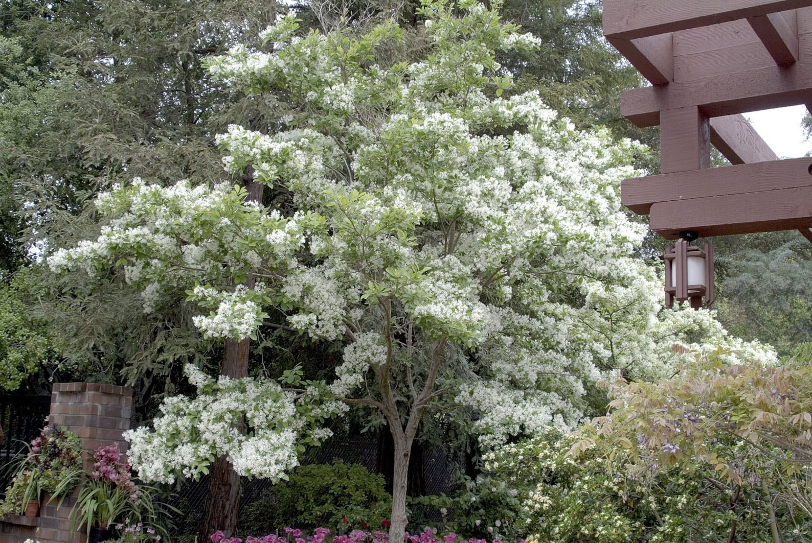 White Fringe tree qt. pot Grancy Graybeard Chionanthus - Etsy Italia