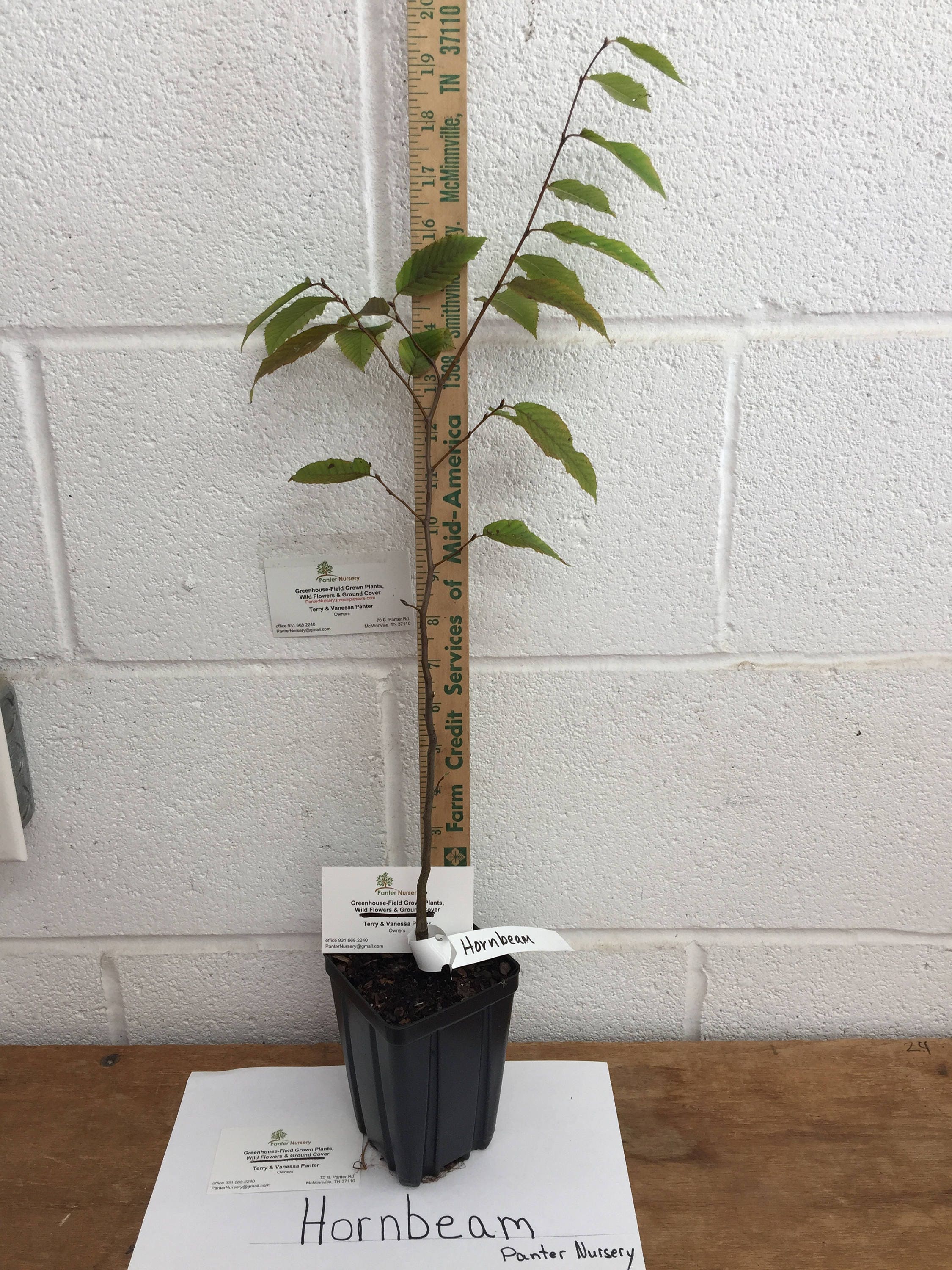American Hornbeam tree Carpinus caroliniana quart pot | Etsy
