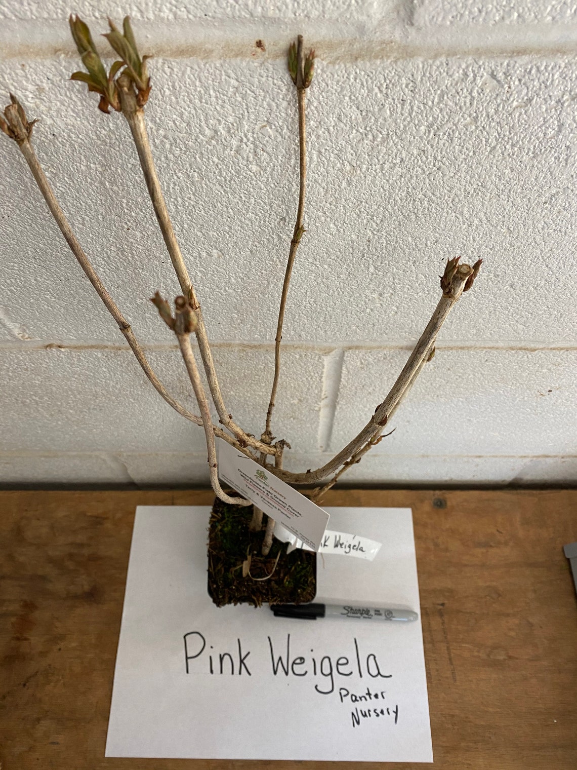 Pink Weigela 4 Pot - Etsy