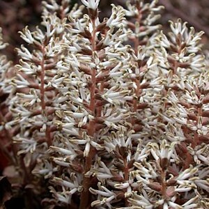 5 Pachysandra Procumbens Roots , Allegheny Spurge, Mountain Spurge - Etsy