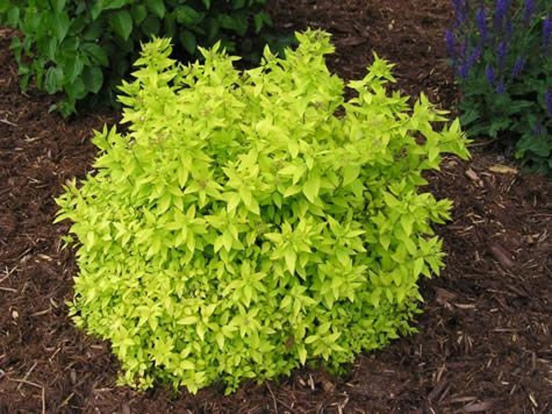 Mini Gold Mound Spirea, Dwarf Gold qt pot - Etsy Portugal