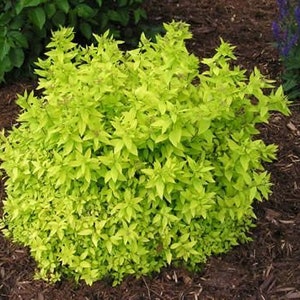 Gold Mound Spirea - Etsy