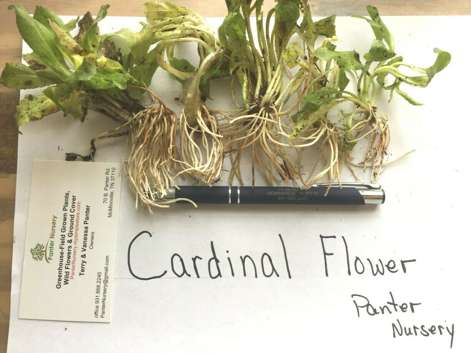 Red Cardinal Flower 5 Roots, Lobelia Cardinalis - Etsy
