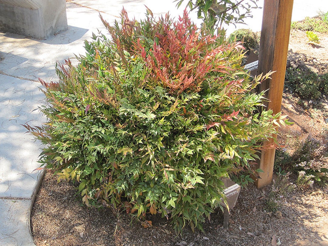 Harbor Dwarf Nandina - Etsy