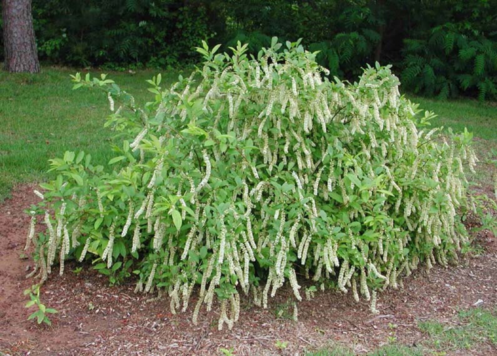 Henry's Garnet Itea Virginica Sweetspire 4 pot | Etsy