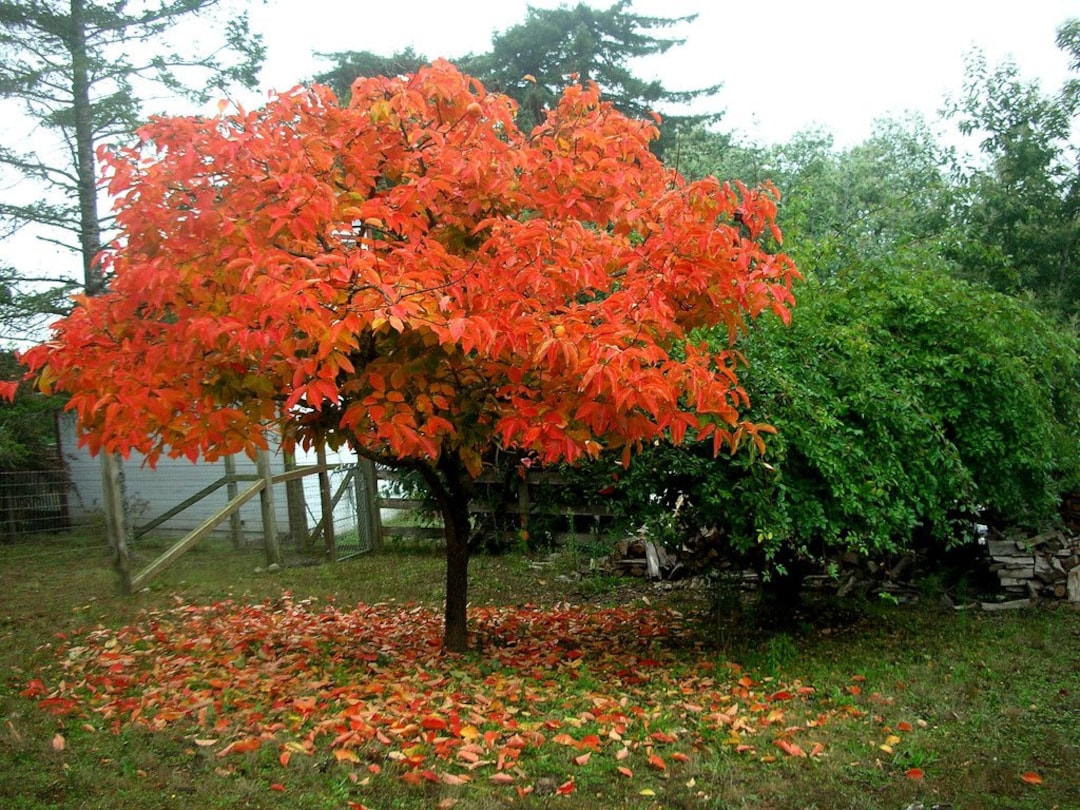 American Persimmon Tree 4"pot Diospyros Virginiana 'american - Etsy