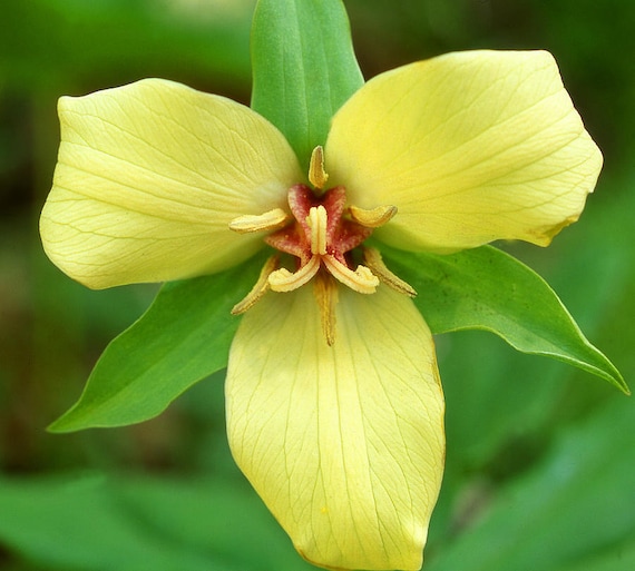 5 Yellow Trillium Bulbs Native Wildflower - Etsy