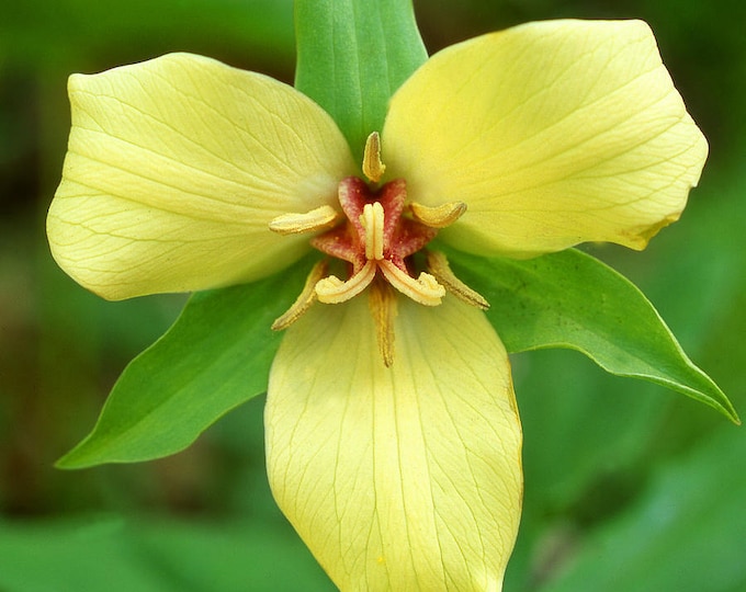 10 Assorted Trillium Roots - Etsy