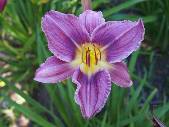3 PURPLE MAGIC Daylily - Etsy