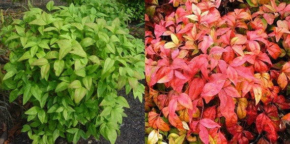 Dwarf Nandina Varieties