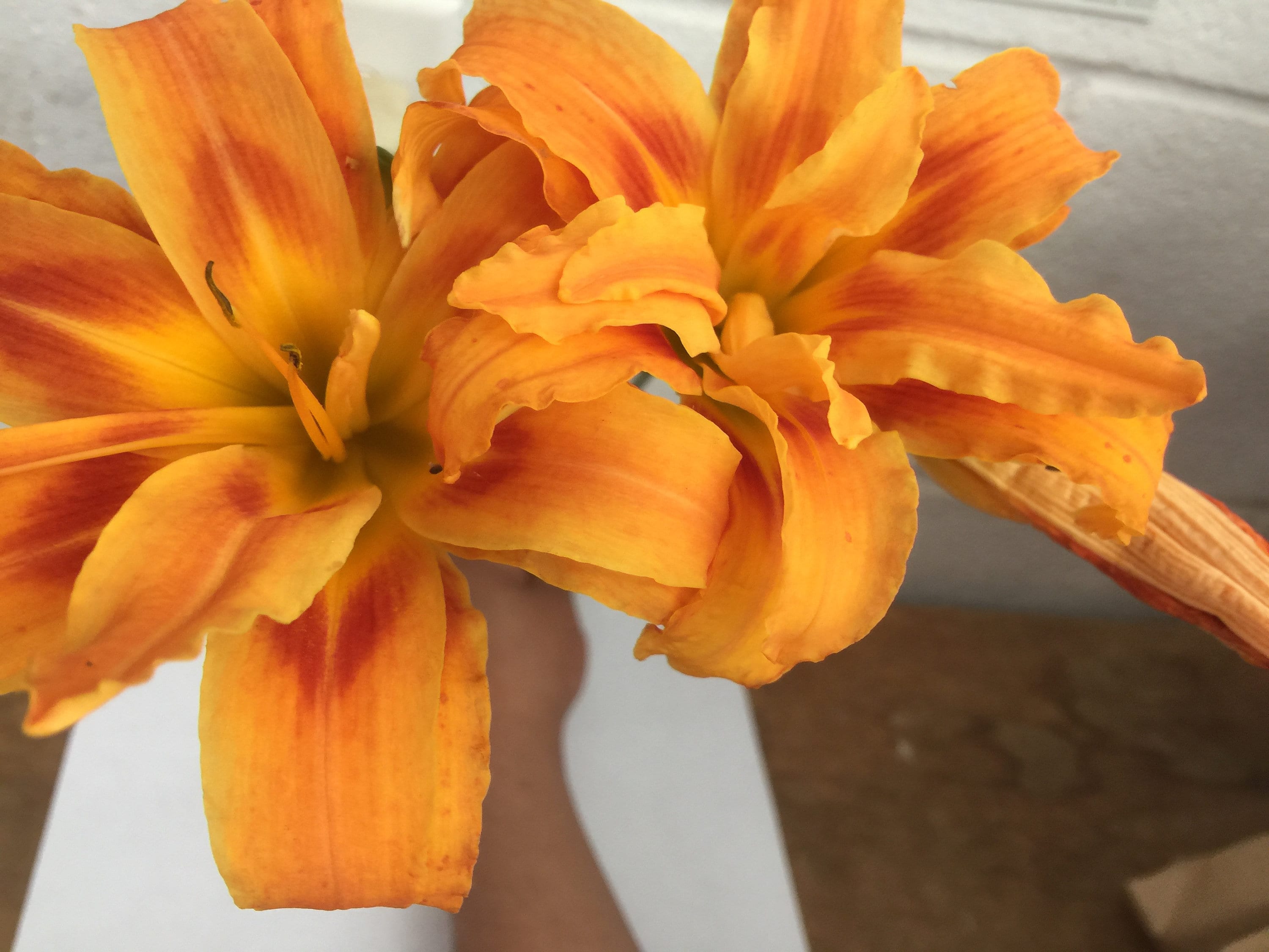 3 ORANGE DOUBLE BLOOM Daylily Fans/root Systems - Etsy