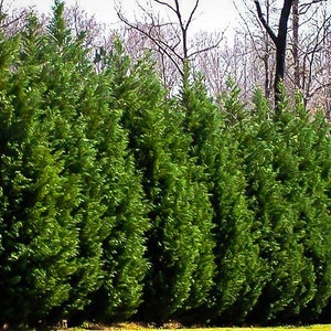 LEYLAND CYPRESS TREE in 2 1/2"pot-(x Cupressocyparis Leylandii) - Etsy