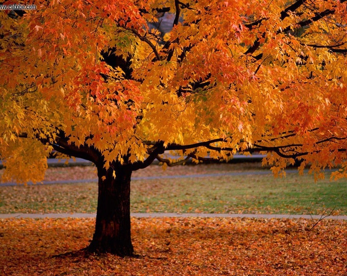 American Sycamore Qt. Pot platanus Occidentalis | Etsy