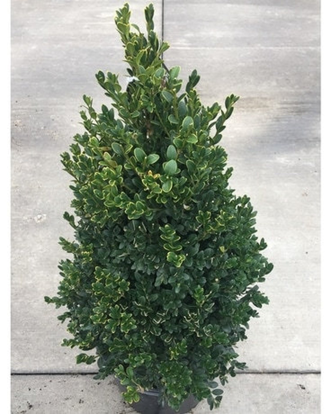 Green Mountain Boxwood Qt. Pot - Etsy