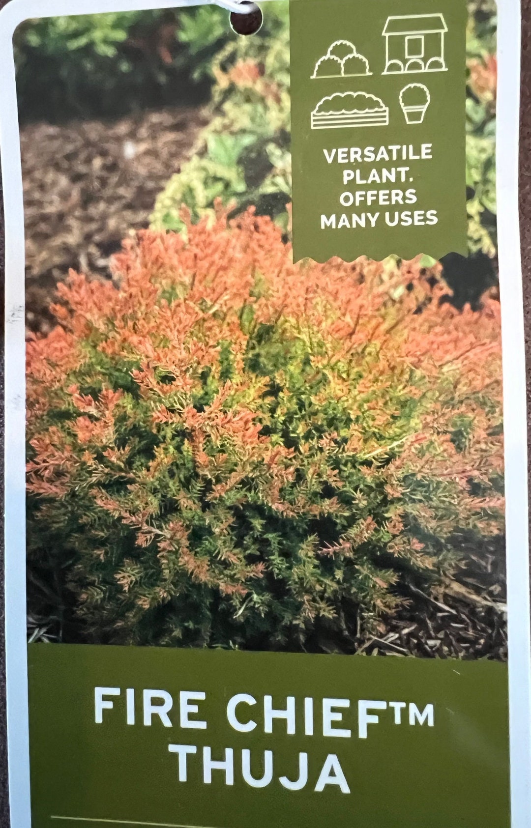 Fire Chief™ Globe Arborvitae 1 Qt Pot PP1909 - Etsy