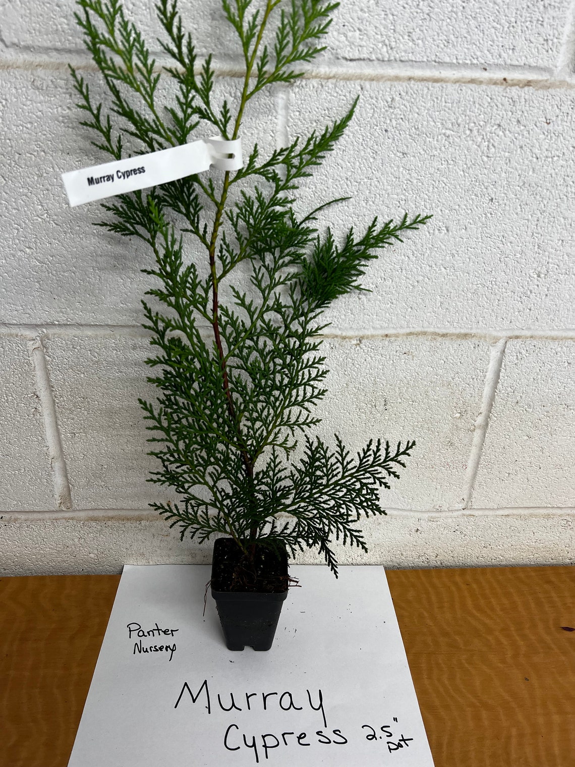 Murray Cypress 2.5 Pot 6-12 Tall - Etsy