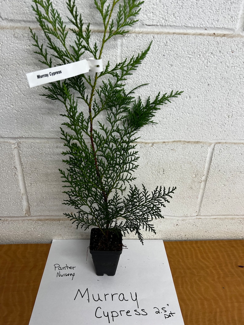 Murray Cypress 2.5" Pot 6-12" Tall - Etsy