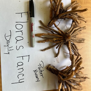 Flora's Fancy Daylily 3 Root System - Etsy