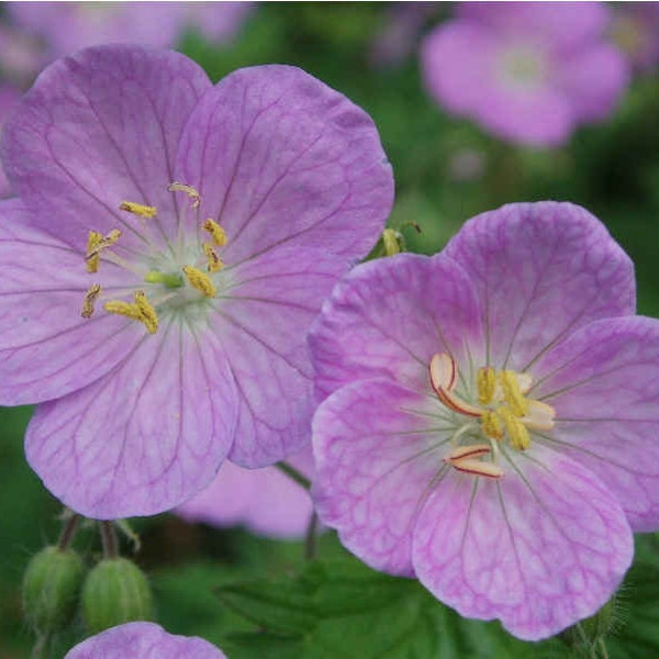 Hardy Geranium - Etsy