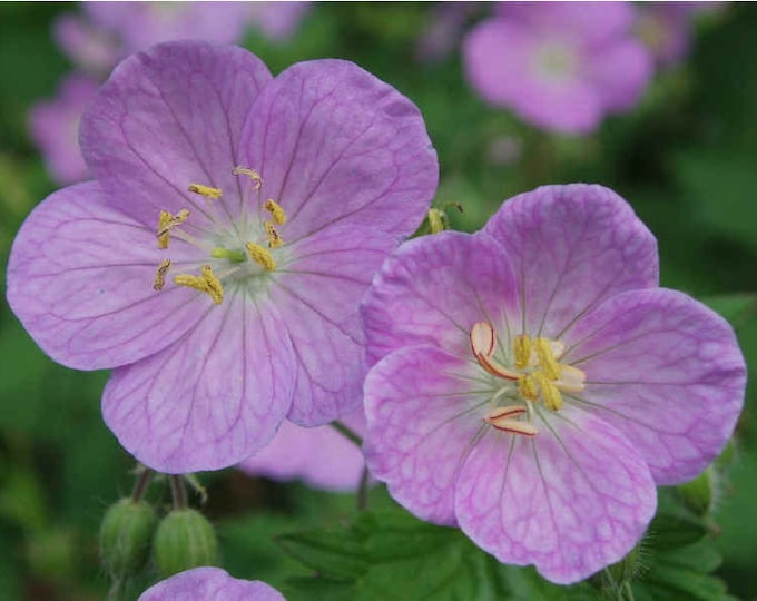 WILD GERANIUM 5 Roots - Etsy