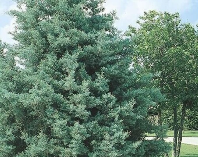 Carolina Sapphire Cypress Tree Qt Pot - Etsy