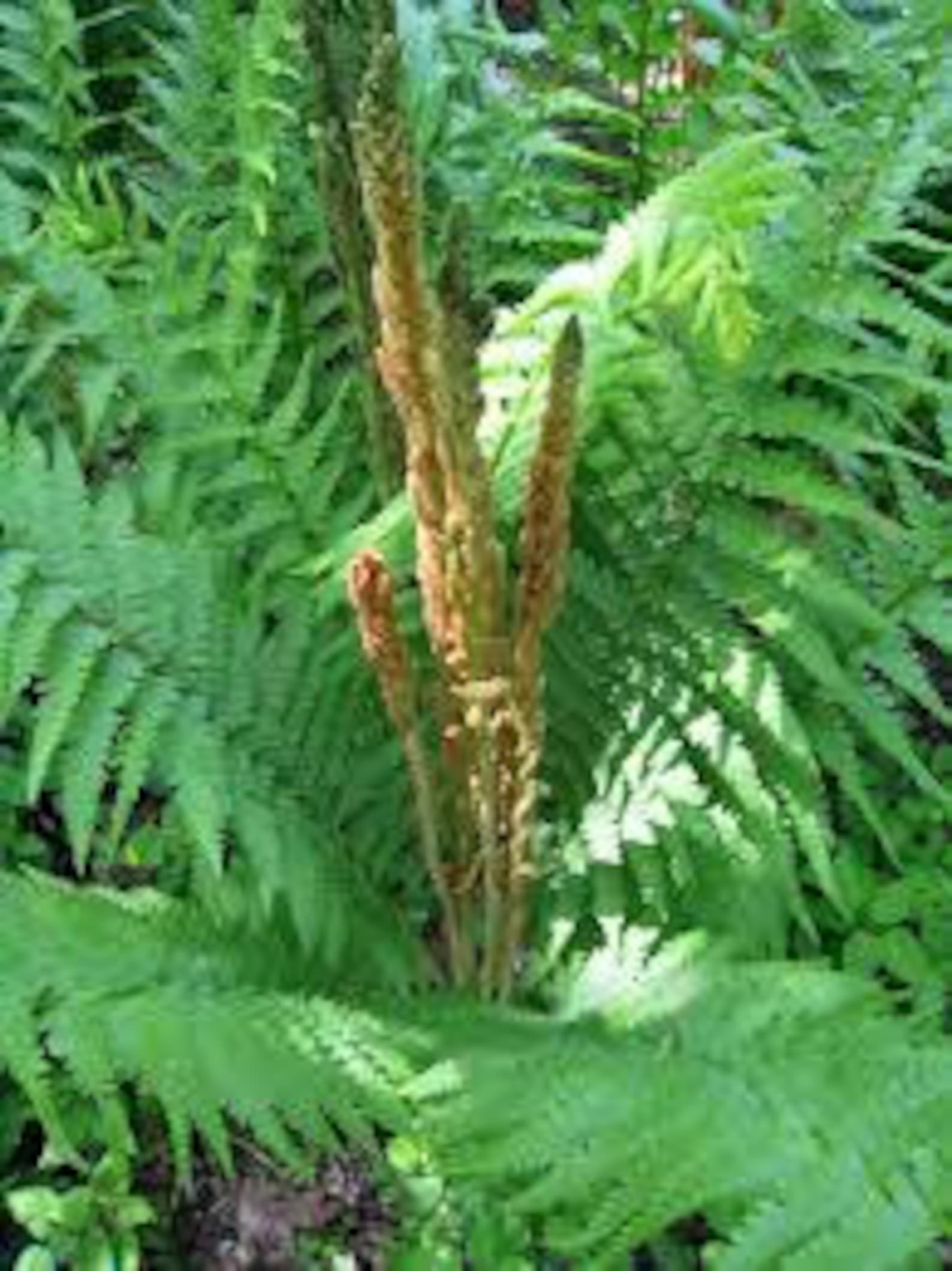 5 CINNAMON FERN Rhizome/root - Etsy