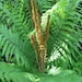 5 CINNAMON FERN Rhizome/root - Etsy