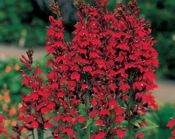 Red Cardinal Flower 5 Roots, Lobelia Cardinalis - Etsy