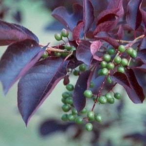 Canadian Red Choke Cherry Tree - Etsy