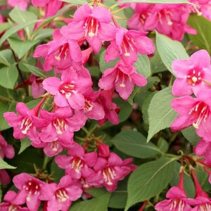 Pink Weigela 4" Pot - Etsy
