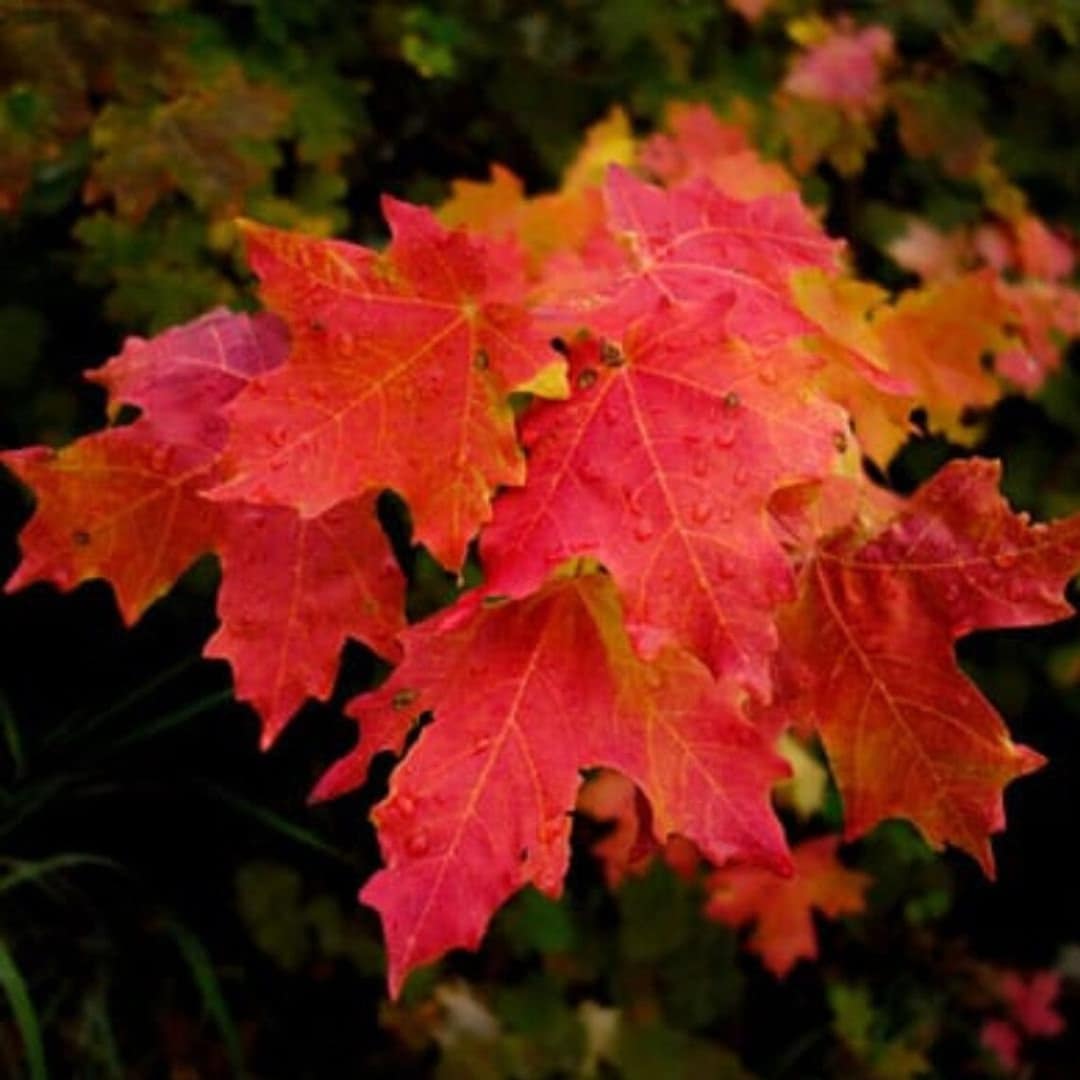 Red Maple Tree 2.5" Pot Native Plant - Etsy