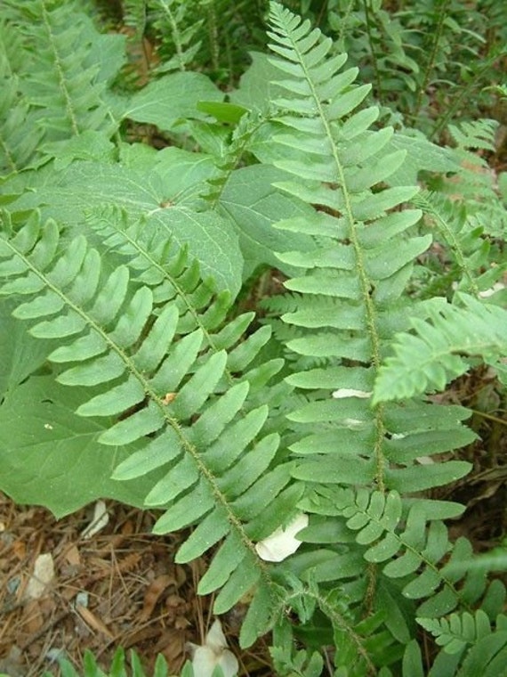Fern Rhizomes