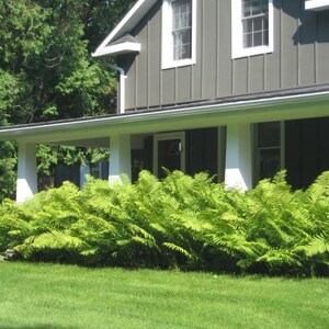 5 Tennessee Ostrich-glade Fern Rhizome Bare Root - Etsy