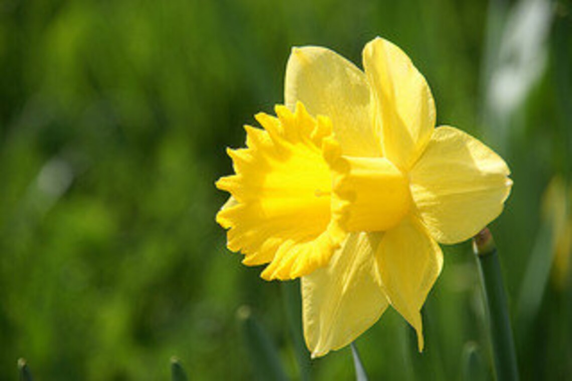Wild Daffodil 25 Bulbs Buttercup,lent Lily (NARCISSUS PSEUDONARCISSUS ...