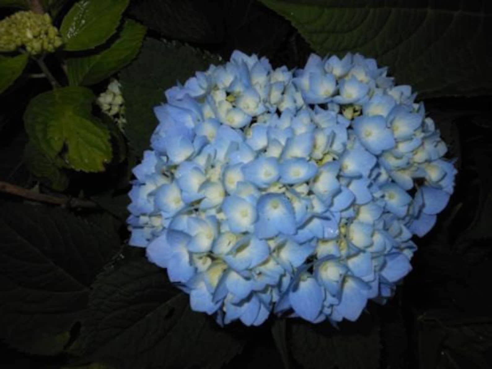 Nikko Blue Hydrangea - Etsy